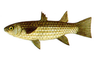 ปลากระบอกท่อนใต้ / DIAMOND-SCALED GREY MULLET - Food Wiki | Food ...