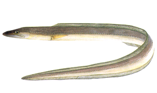 ปลายอดจากหูยาว / YELLOW PINK-CONGER - Food Wiki | Food Network Solution