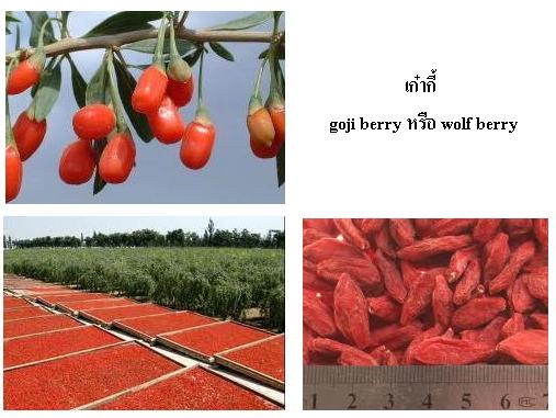 Goji berry / เก๋ากี้ - Food Wiki | Food Network Solution